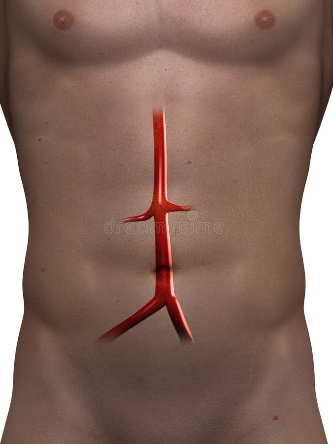 Anatomia Vascolare Addominale Vascolatura Addominale Struttura Dell ...