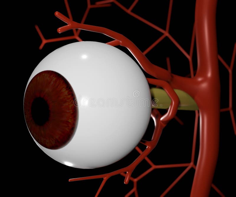 Blood Supply Eye Stock Illustrations – 58 Blood Supply Eye Stock ...