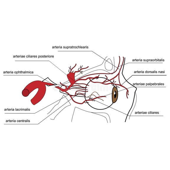Arteries of the Eye - Side View Stock Vector - Illustration of vision ...