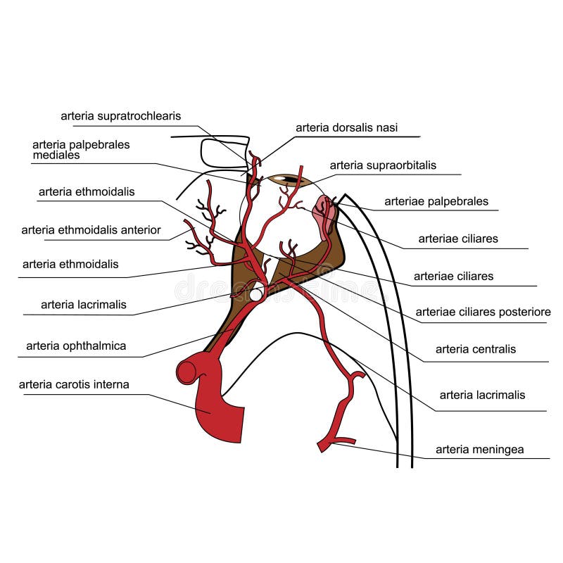 Arteries of the Eye - a Top View Stock Vector - Illustration of ...