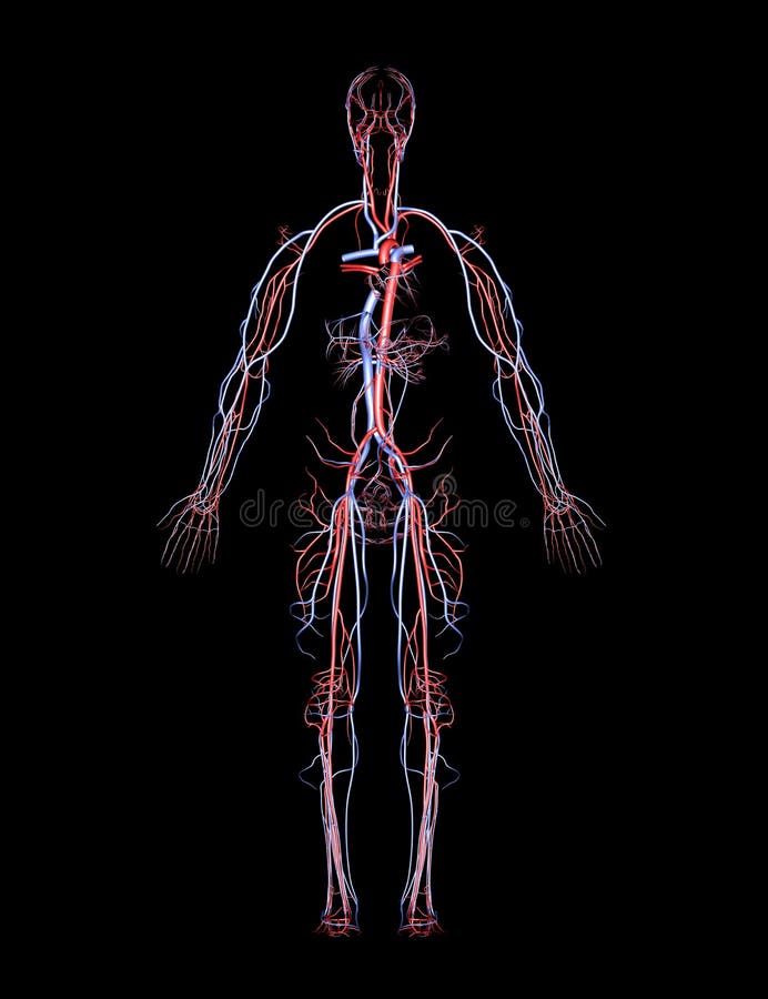 Human Vanes Bird Feather Identification
