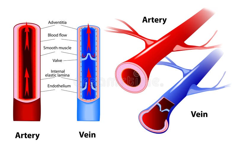Artery and vein. Vector stock vector. Illustration of diseases - 30654011