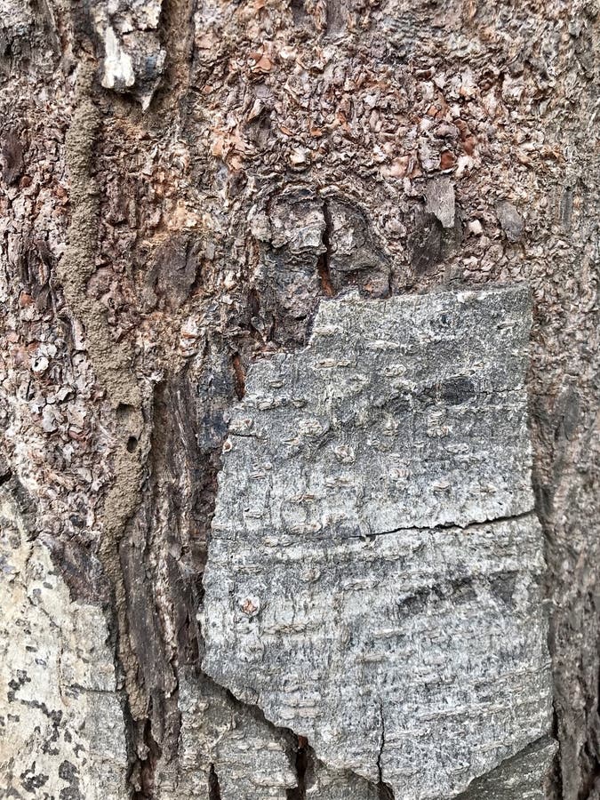 An Artful and Designed Tree Bark Stock Image - Image of award, baking ...