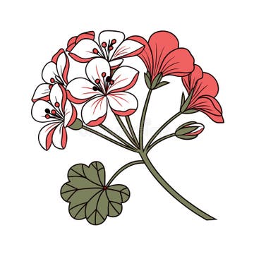 Geranium Clip Art Stock Illustrations – 452 Geranium Clip Art Stock ...