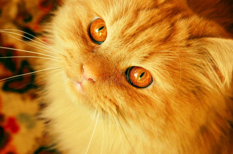 Artful red cat stock photo. Image of beast, white, mammal - 23576646