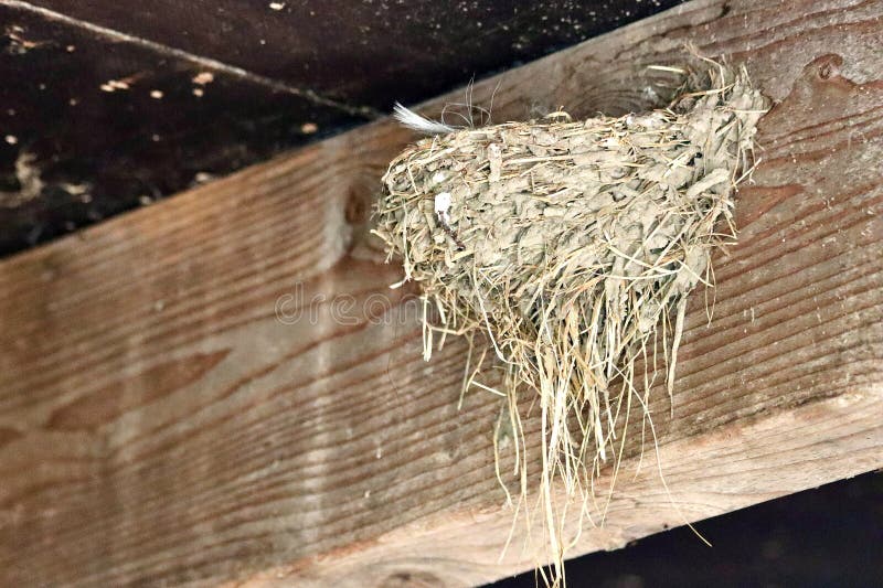 The Artfully Built Nest of a Barn Swallow on the Beam in a Barn Stock ...