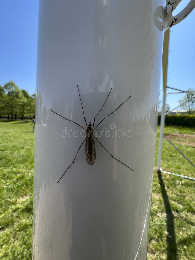 An Arthropod, Insect Pest with Wings, Perched on a White Pole Stock ...