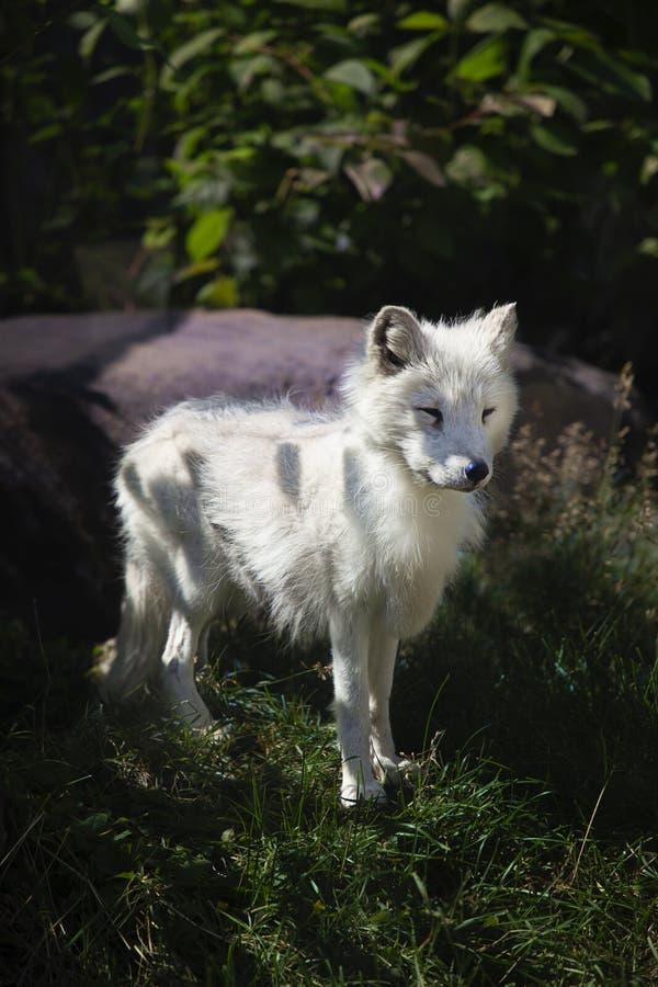 Artic fox stock photo. Image of beautiful, wildlife - 260427862