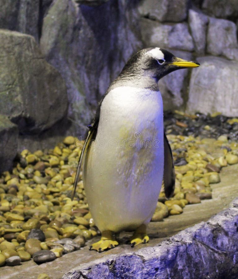 Penguin Looking Up Stock Photos - Download 229 Royalty Free Photos