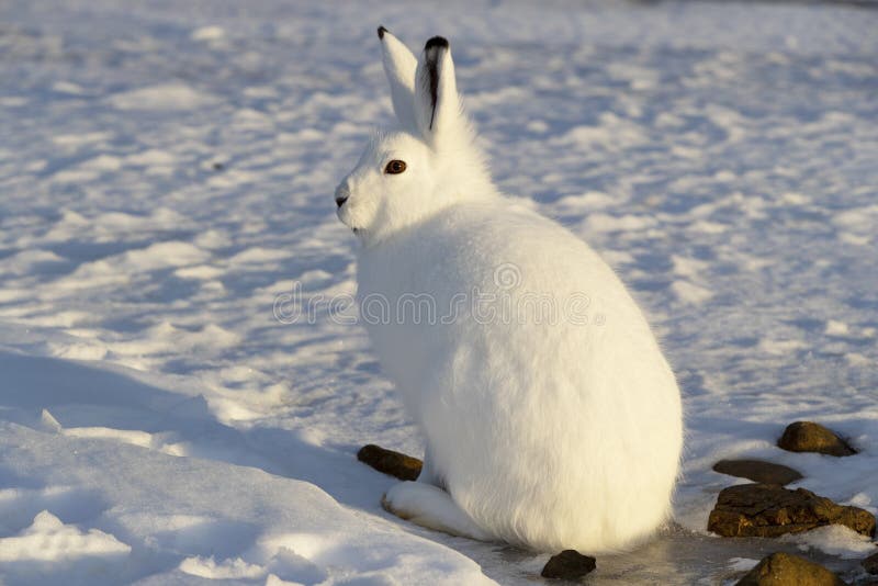 Arctic Rabit in Arviat, Canada Stock Image - Image of rabbit, snow ...