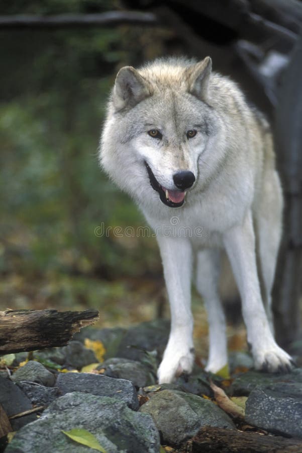 Arctic wolf family stock photo. Image of canis, wolf - 20259058