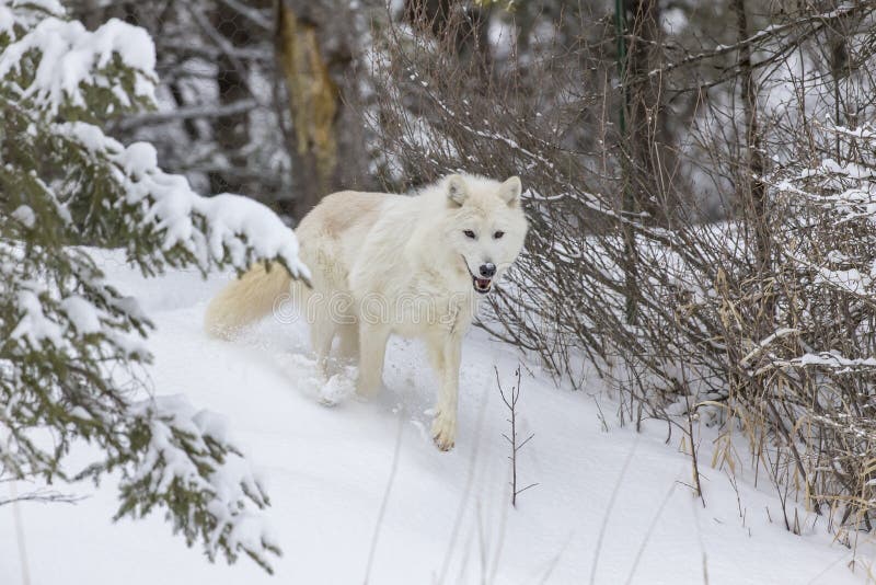 Artic Wolf in the Snow stock image. Image of howl, canine - 92378491