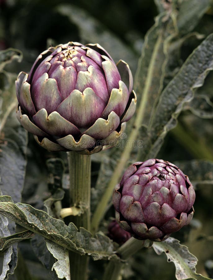 Artichoke, cynara scolymus stock image. Image of gardening - 198644447