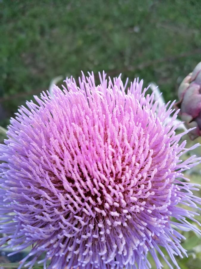 Artichoke flower no filter stock photo. Image of filter - 151690224