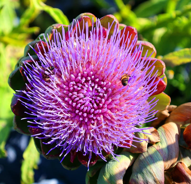 Artichoke, the Flowers Develop in a Large Head from an Edible Bud Stock ...