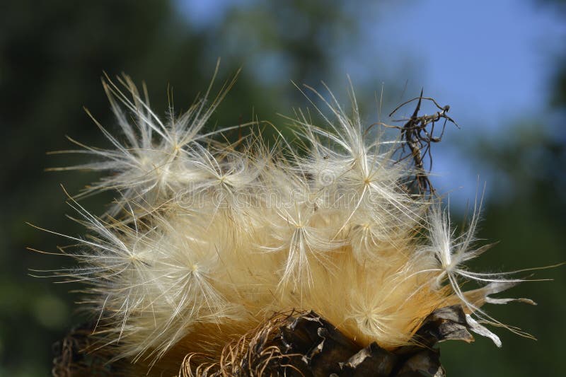 Artichoke Thistle Seed Head Stock Image - Image of garden, seed: 332147355