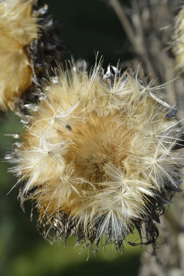 Artichoke thistle stock photo. Image of plant, brown - 353711130