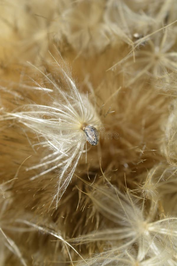 Artichoke thistle stock image. Image of outdoors, nature - 356732271