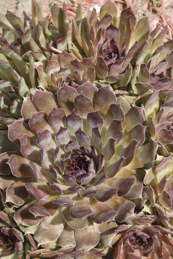 Artichokes flower stock photo. Image of open, leaf, petal - 545812