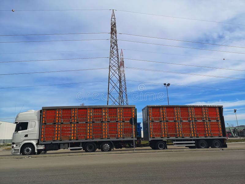 Articulated Lorry for the Transport of Live Animals Stock Photo - Image ...