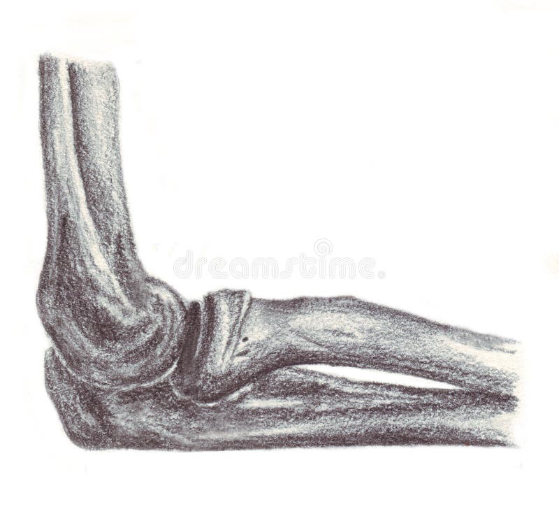 Articulation Arm - Skeleton Stock Illustration - Illustration of ...