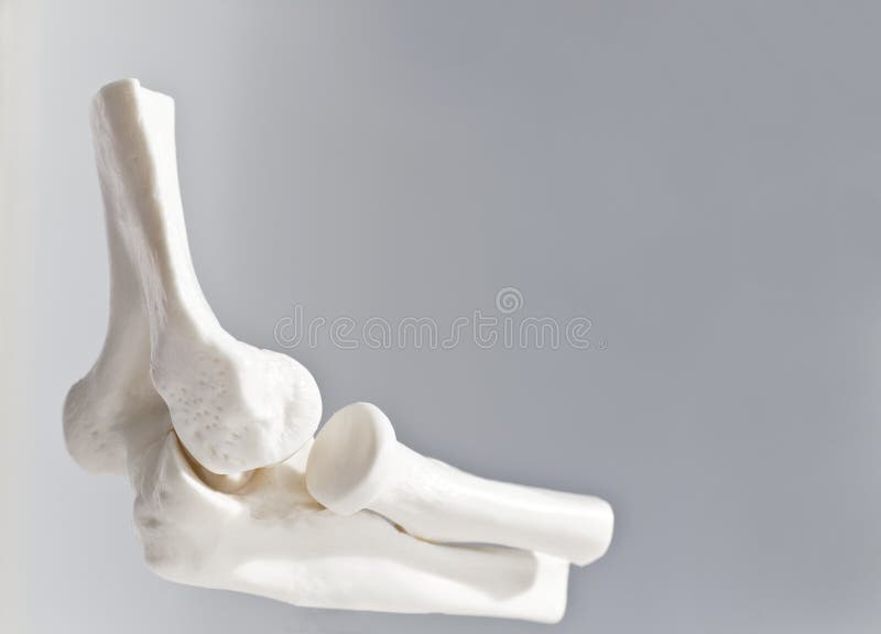 Articulation De Coude 3D/os Photo stock - Image du commun, médical ...