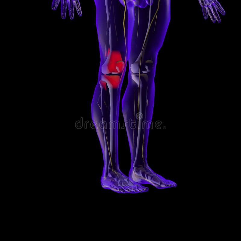 Articulation des genoux illustration stock. Illustration du fuselage ...