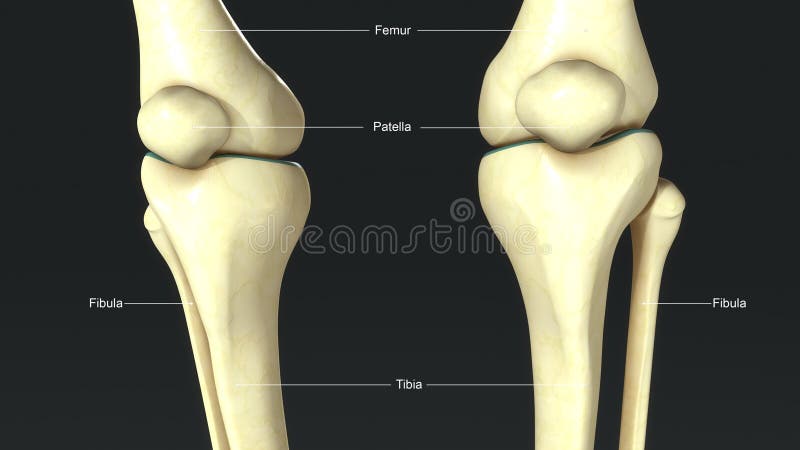 Articulations Du Genou Front View Illustration Stock - Illustration du ...