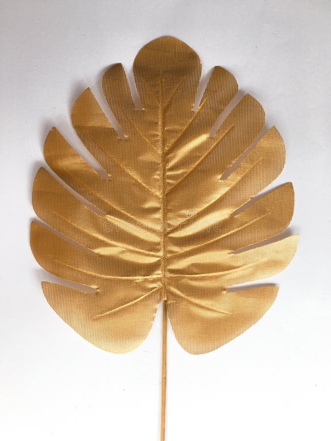 Monstera Leaves stock photo. Image of decor, monstera - 262883712