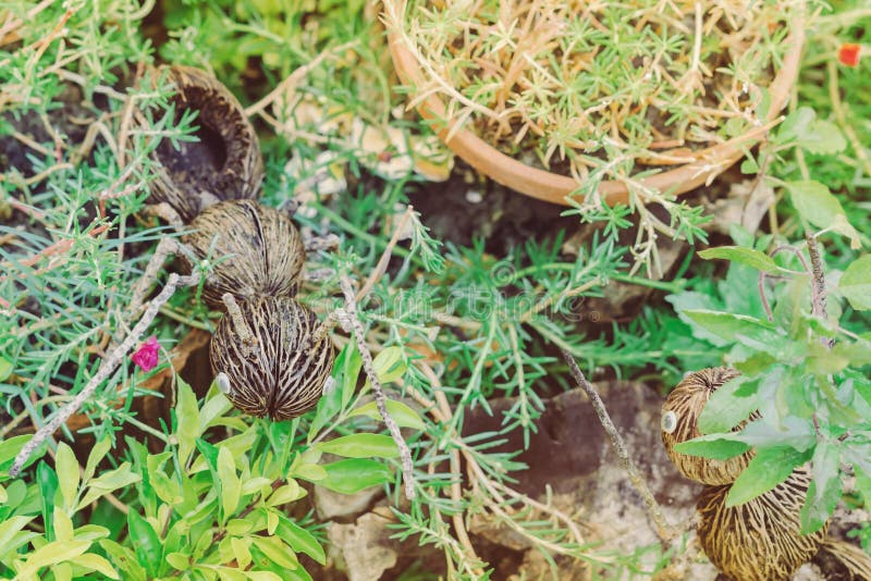 An Artificial Ant Statue Made from Coconut, Decorated on Trees Stock ...