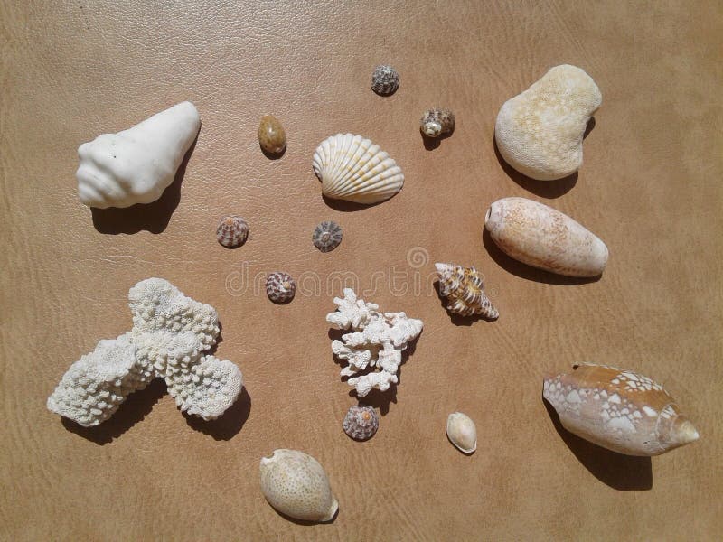 Artificial beach stock image. Image of full, seashells - 115922843
