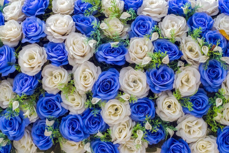 Artificial Blue and White Roses Stock Photo - Image of color, beautiful ...