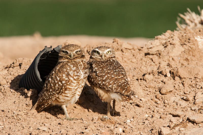 Artificial Burrowing Owl Den Stock Image - Image of birds, artificial ...