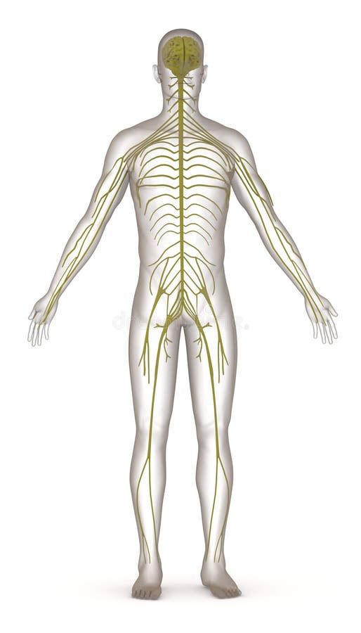 Artificial Character with Nervous System Stock Illustration ...