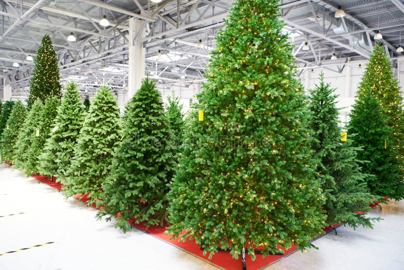 Artificial Christmas Trees Spruce in Store Stock Image - Image of ...
