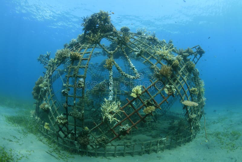 Artificial coral reef stock image. Image of exploring - 23655469