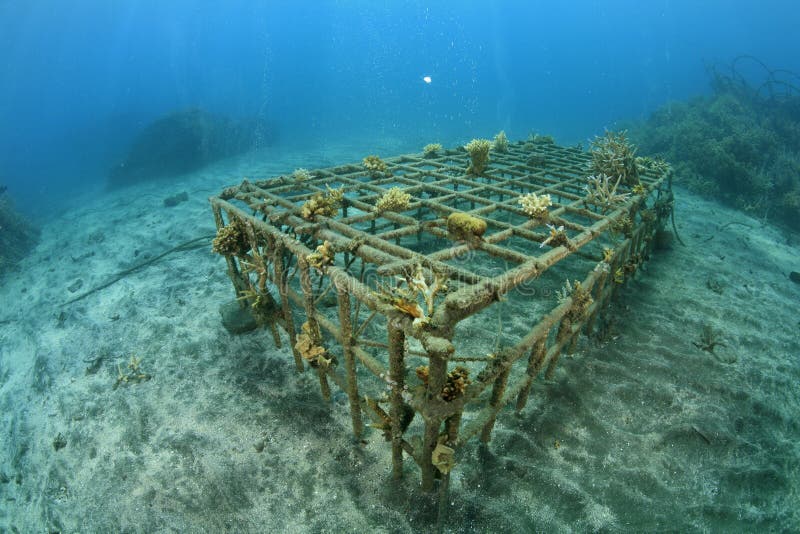 Artificial coral reef stock photo. Image of adventure - 23655644