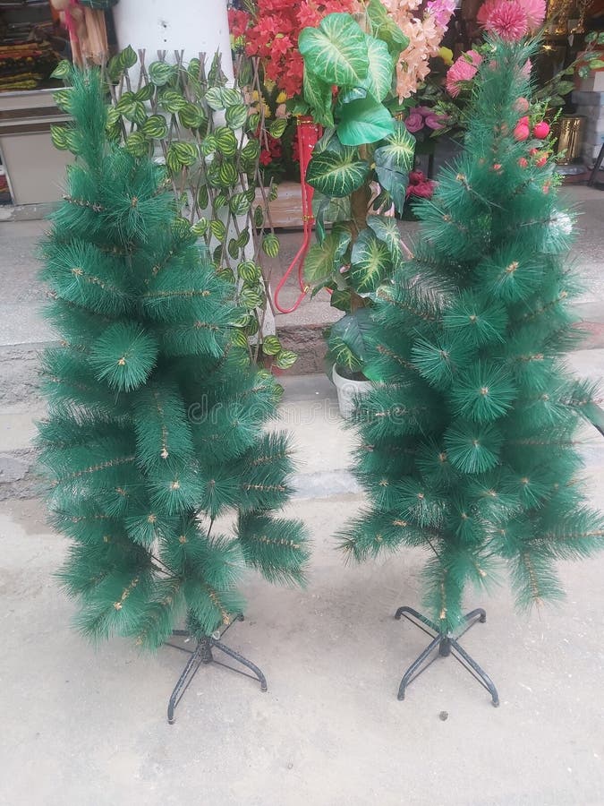 Cedras Deodara Stock Photos - Free & Royalty-Free Stock Photos from ...