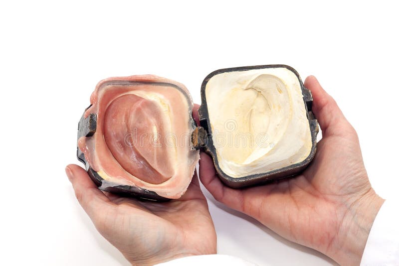 Artificial Ear Final Product with Negative Plaster Stock Photo - Image ...
