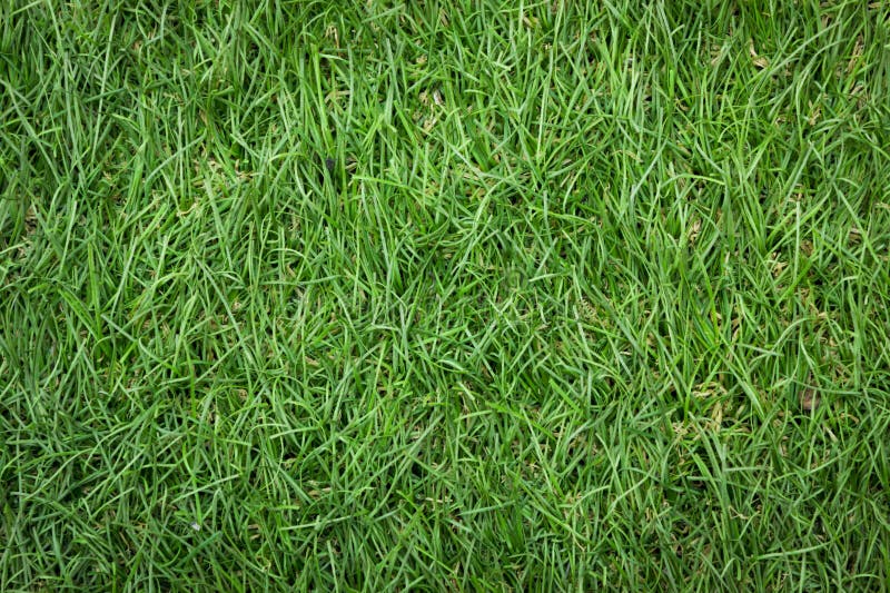 Artificial Fake Grass Texture Background, Green Color, Top View Angle ...