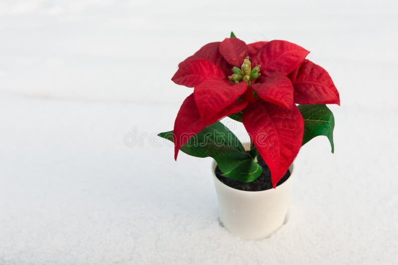 Artificial Flower Christmas Star in a White Pot Stands on the Snow ...