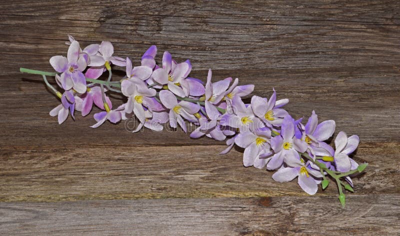 1,246 White Acorn Flower Stock Photos - Free & Royalty-Free Stock ...