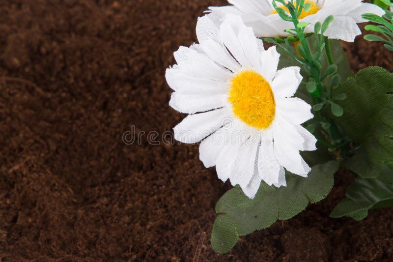 Artificial Flower on Soil stock image. Image of natural - 34867421