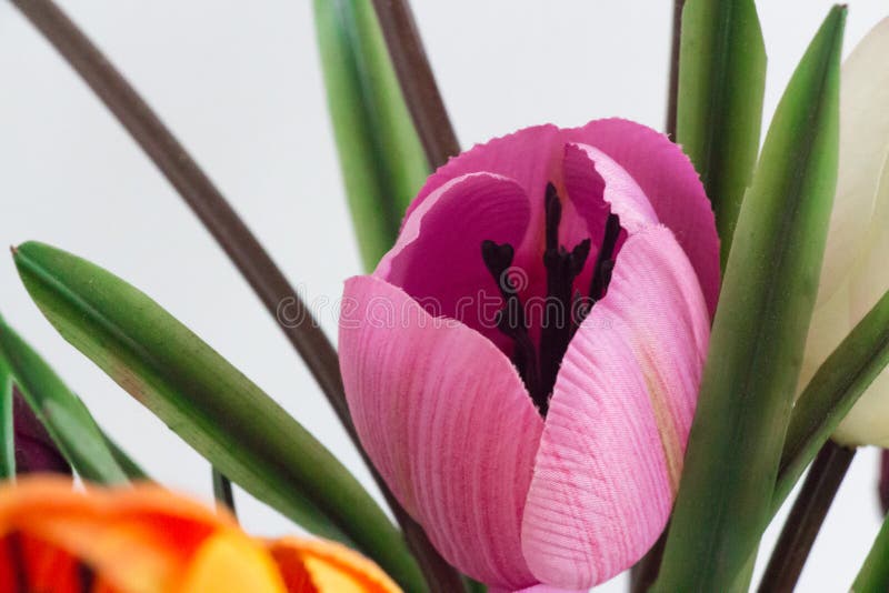 Artificial Flowers Showing Pollination Process and Fertilization Stock ...
