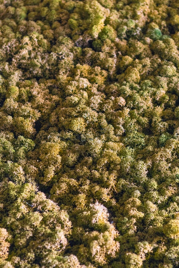 Seamless Texture Treetops Stock Photos - Free & Royalty-Free Stock ...