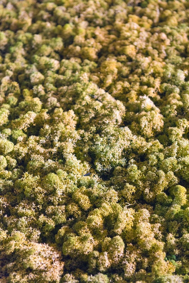 Seamless Texture Treetops Stock Photos - Free & Royalty-Free Stock ...