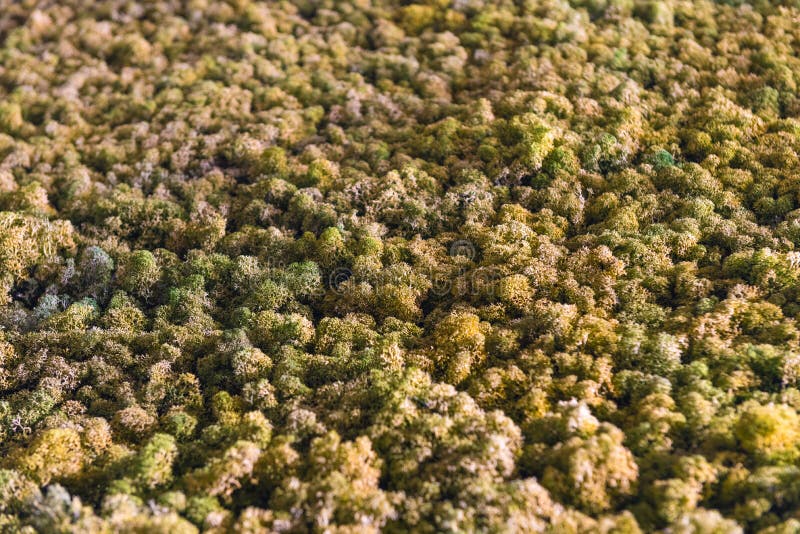 Seamless Texture Treetops Stock Photos - Free & Royalty-Free Stock ...