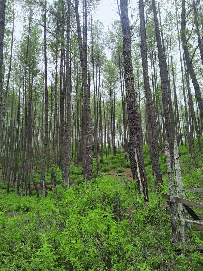 Resinproducing Stock Photos - Free & Royalty-Free Stock Photos from ...