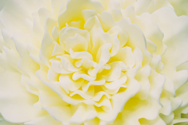 Ivory Flower Background