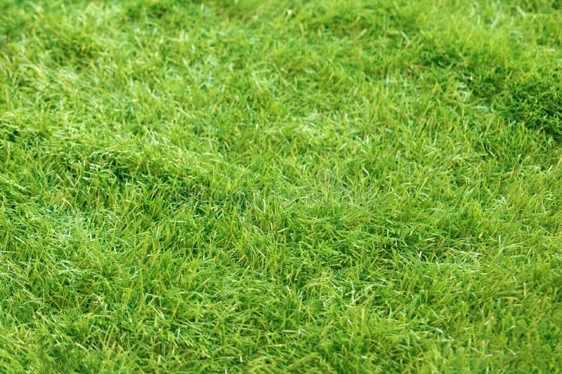 276 Nappy Grass Stock Photos - Free & Royalty-Free Stock Photos from ...